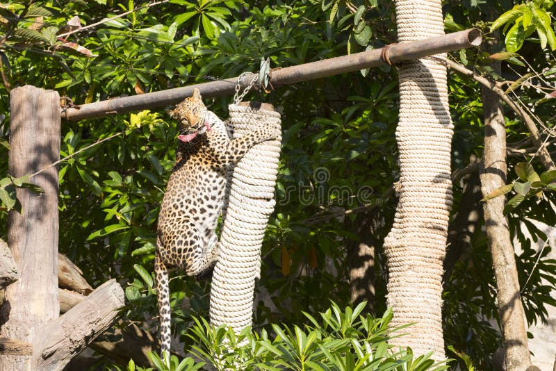 Leopard Eating Food on the Tree Stock Photo - Image of eating, outdoors ...