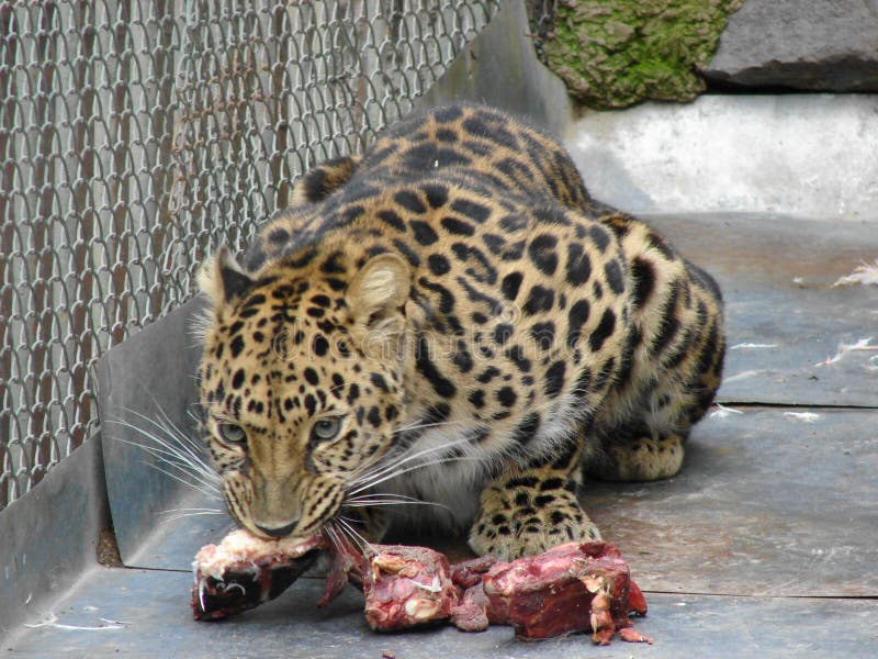 Leopard is eating meat stock image. Image of wild, mammals - 104407393