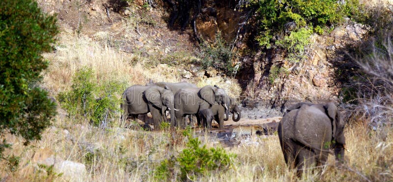Leopard and Elephants stock image. Image of elephants - 20338527