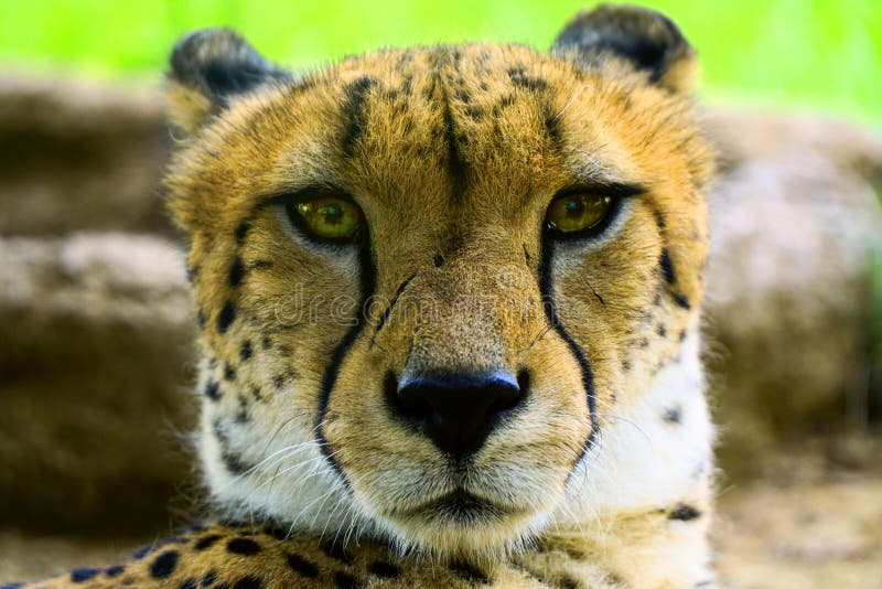 Leopard stock image. Image of animal, nose, wild, yellow - 75749759