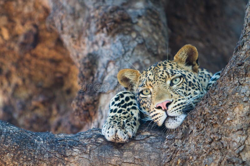 Leopard face stock photo. Image of africa, tree, botswana - 23146820