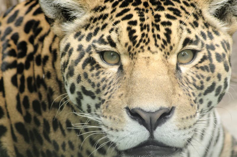Leopard eyes stock photo. Image of spots, tourism, nikon - 28530448