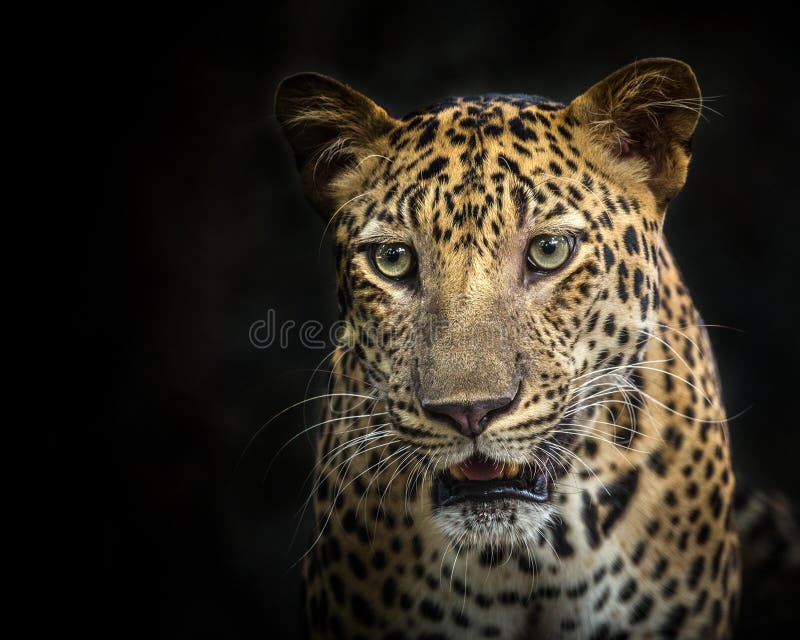 Leopard Face stock photo. Image of leopard, detail, nature - 14158466