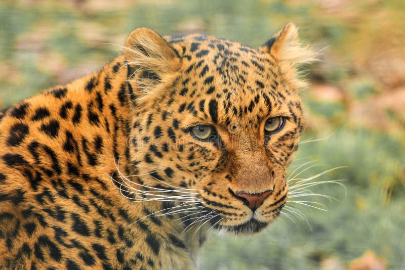 Leopard face stock photo. Image of black, closeup, indian - 46725242