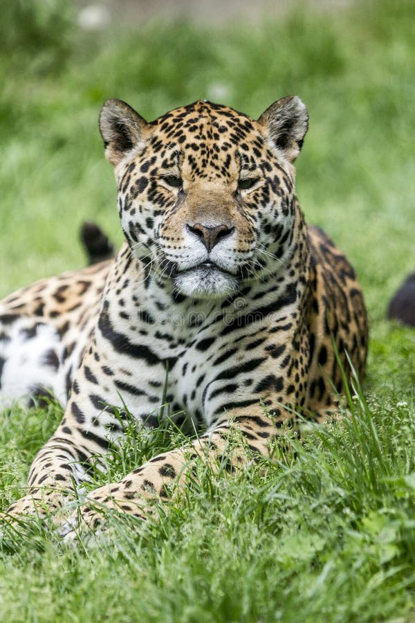 Leopard face stock image. Image of cute, outdoors, rock - 88132927