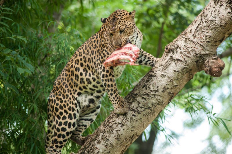 Leopard Feeding on a Branch Stock Photo - Image of animal, feeding ...