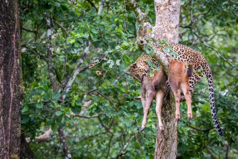 Leopard Feeding on Its Kill on a Tree Stock Image - Image of blue ...