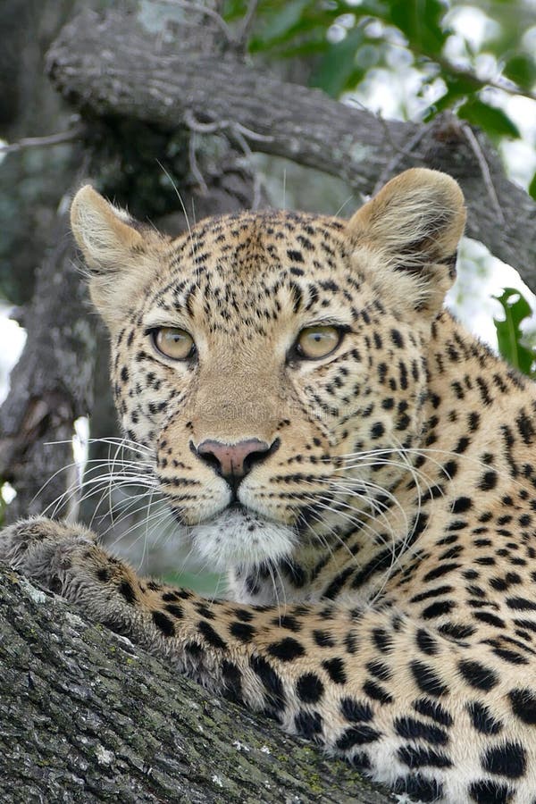 17,791 Female Leopard Stock Photos - Free & Royalty-Free Stock Photos ...