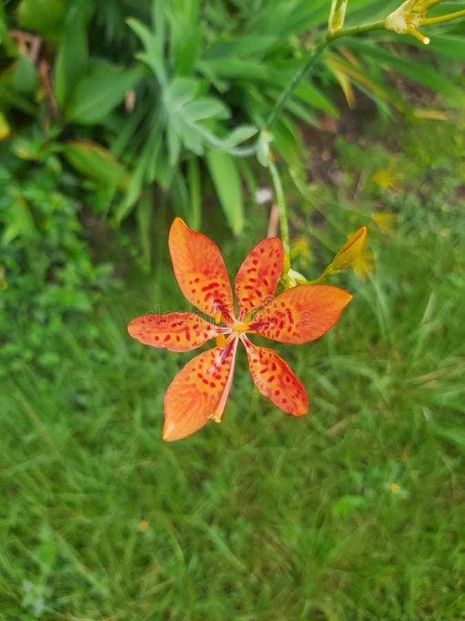 Leopard Flower that Grow on the Island of Flores Stock Photo - Image of ...