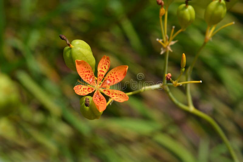 Leopard flower stock image. Image of leaf, orange, botany - 157977803