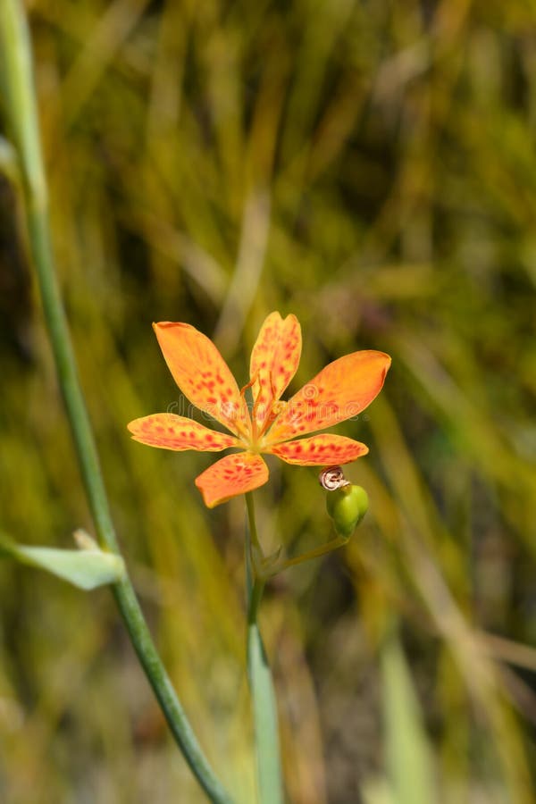 Leopard flower stock photo. Image of blackberry, plant - 160437288