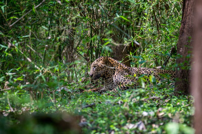 Leopard on forest floor stock photo. Image of outdoors - 55302498