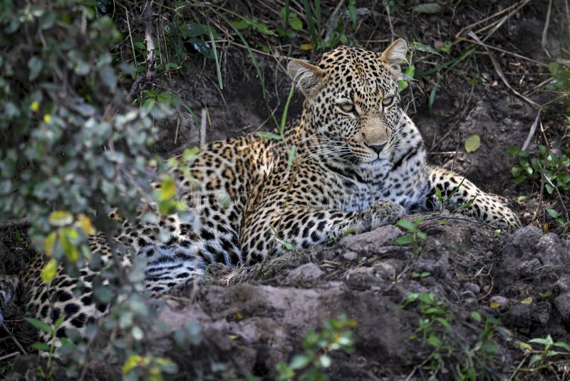Leopard in the forest stock image. Image of nature, wild - 127464183