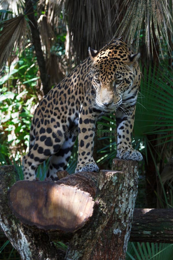 287 Belize Zoo Photos - Free & Royalty-Free Stock Photos from Dreamstime