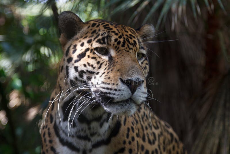 Leopard in the forests stock image. Image of pantanal - 113616531