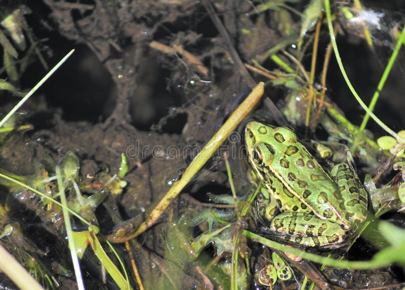 Leopard Frog stock image. Image of croak, frog, swamp - 15000255