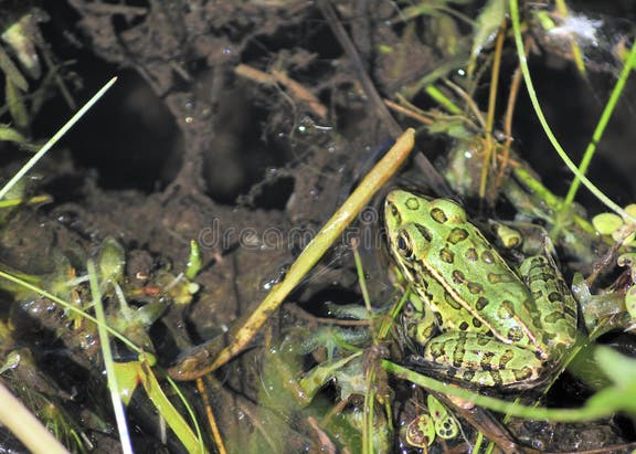 Leopard Frog stock image. Image of croak, frog, swamp - 15000255