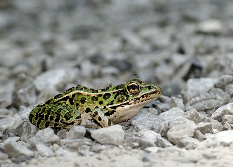 Leopard Frog stock image. Image of nature, green, croak - 15673869