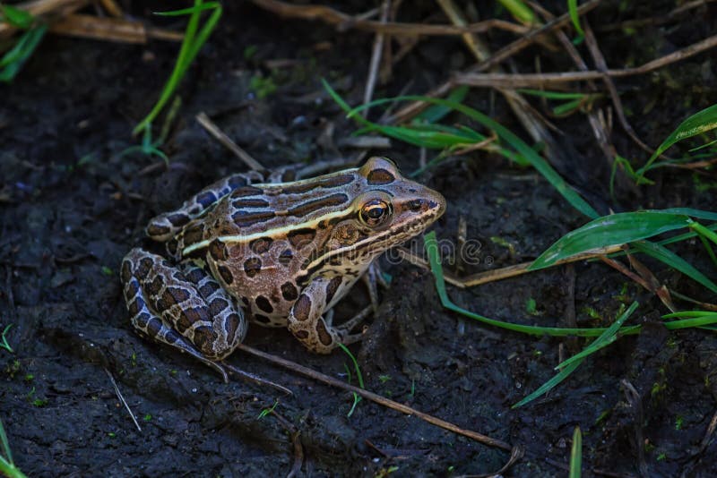Northern Leopard Frog on a Dark Forest Floor. Stock Image - Image of ...