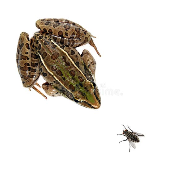 Leopard Frog and fly stock image. Image of frog, amphibian - 20401949