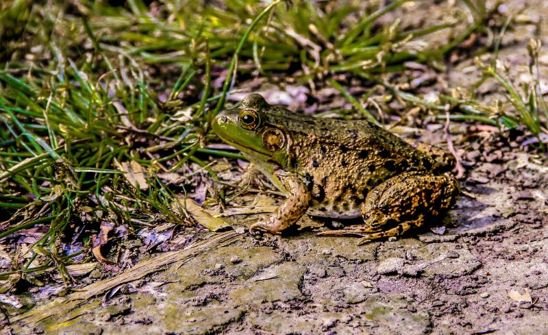 Leopard frog stock image. Image of wildlife, amphibian - 90581315