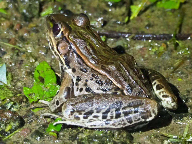 Leopard Frog on the Muddy Forest Floor Stock Photo - Image of tortoise ...