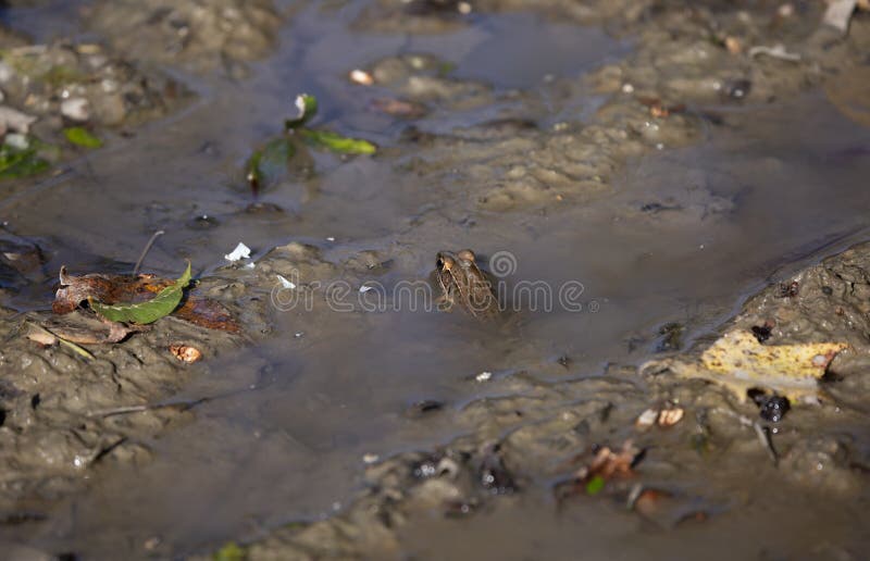 Leopard Frog in Muddy Water Stock Image - Image of muddy, nature: 213928129