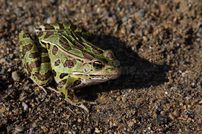 Leopard Frog Sitting stock image. Image of pond, amphibian - 11975509