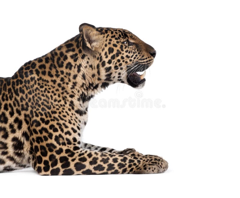 Leopard in Front of a White Background Stock Photo - Image of spotted ...