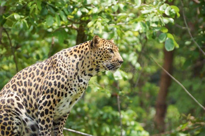 Leopard stock photo. Image of lanka, wild, yala, panthera - 92498420