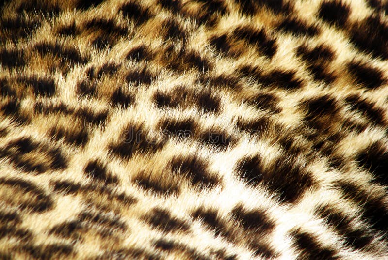 Leopard fur stock image. Image of macro, safari, coat - 10093989