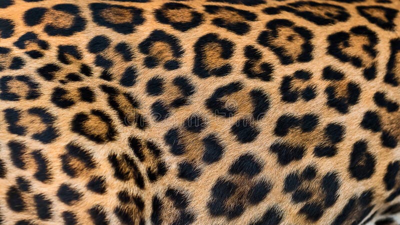 Leopard fur texture (real) stock photo. Image of decorative - 11288920