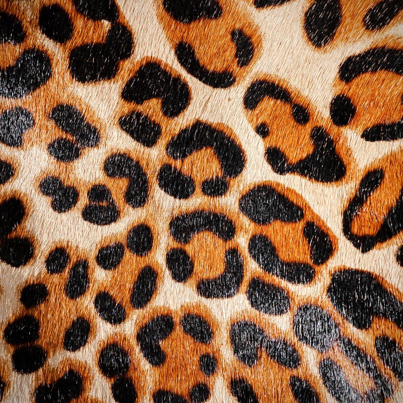 Leopard Fur Background Detail Texture. Stock Image - Image of skin ...
