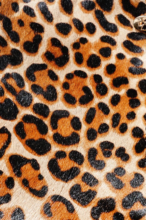 Leopard Fur Background Detail Texture. Stock Image - Image of skin ...