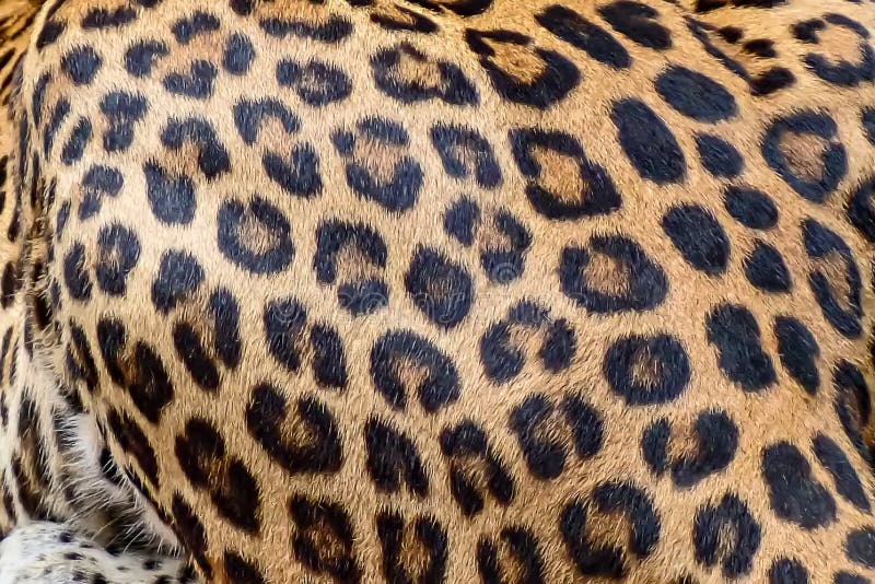 Leopard-Skin texture stock photo. Image of angry, page - 189877852