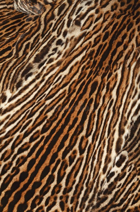 Leopard fur details stock photo. Image of amazonia, leopard - 51448122