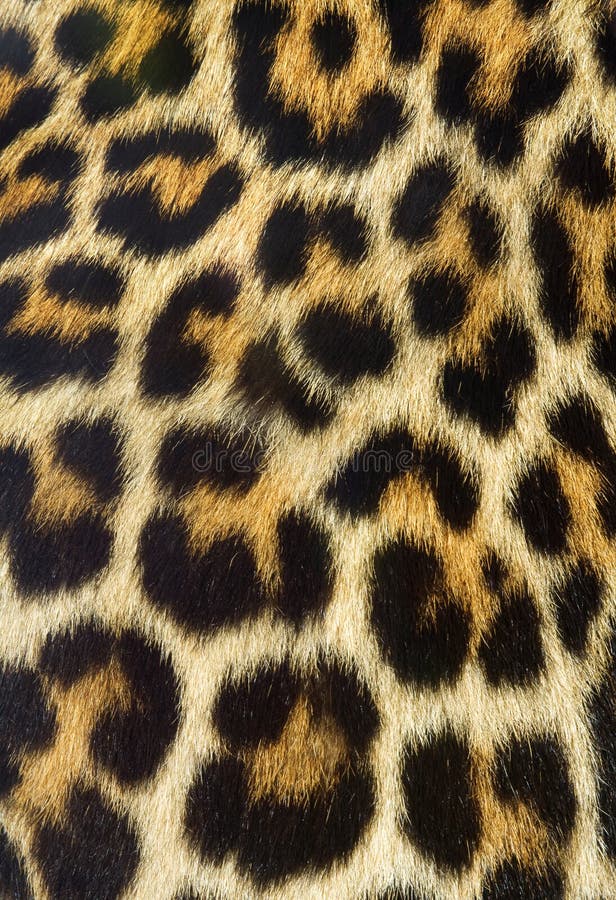 Real Leopard Print