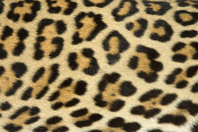 Leopard fur texture (real) stock photo. Image of decorative - 11288920