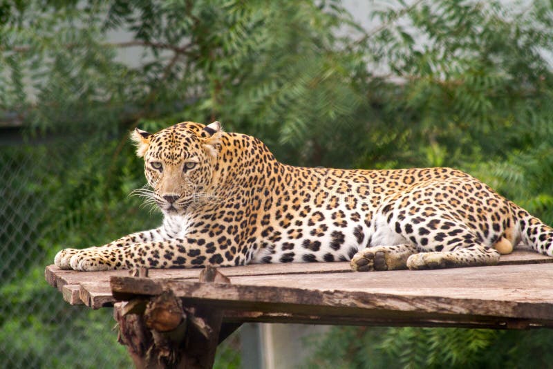Leopard Gazing at camera stock image. Image of looking - 128914225