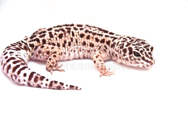 Leopard spotted gecko stock photo. Image of amphibian - 9351014