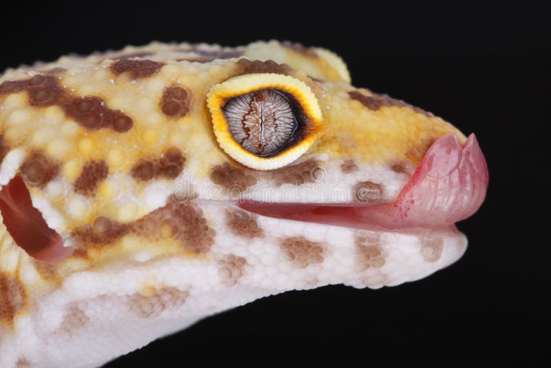Leopard gecko eye stock image. Image of reptile, animal - 14638031