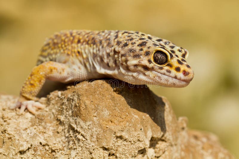 Leopard spotted gecko stock photo. Image of amphibian - 9351014