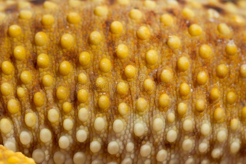 Close-up of Sunglow Leopard Gecko Scales Stock Photo - Image of texture ...