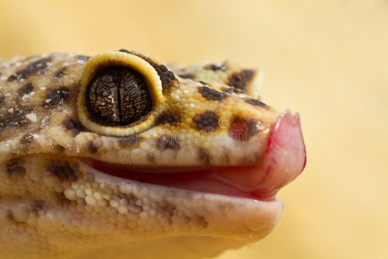 Leopard Gecko Sticking Tongue Out Stock Image - Image of colorful ...