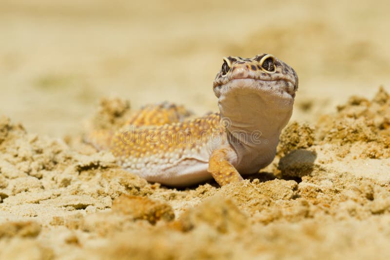 Cute Palmato Gecko Lizard Front View Stock Image - Image of colourful ...