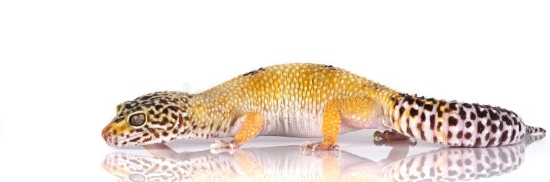 Leopard gecko stock image. Image of spot, body, wildlife - 22762223