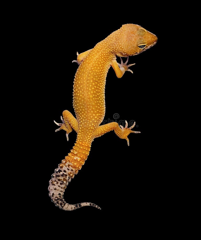 162 Leopard Gecko Scales Stock Photos - Free & Royalty-Free Stock ...