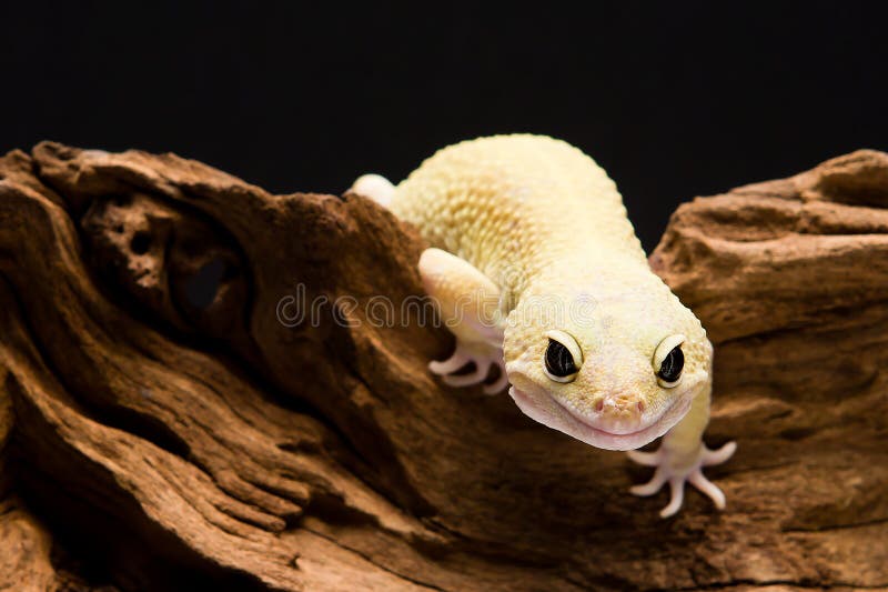119 Leopard Gecko Climbing Stock Photos - Free & Royalty-Free Stock ...