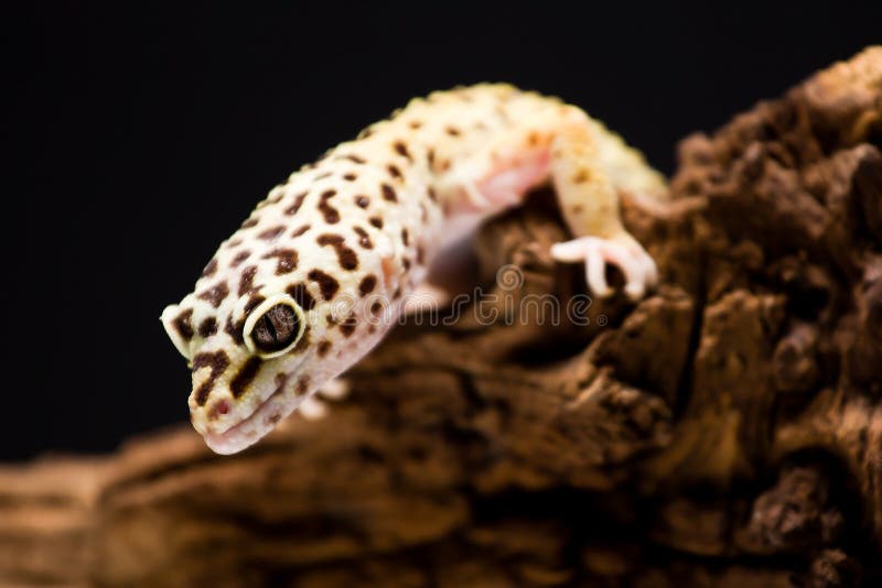 119 Leopard Gecko Climbing Stock Photos - Free & Royalty-Free Stock ...