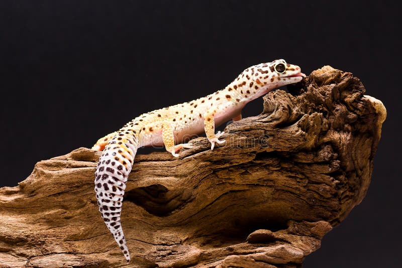 Leopard Gecko Climbing Stock Photos - Free & Royalty-Free Stock Photos ...
